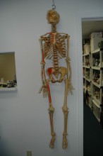 MEDICAL PLASTICS LAB Life Size Human Anatomical Anatomy Skeleton - Lab ...